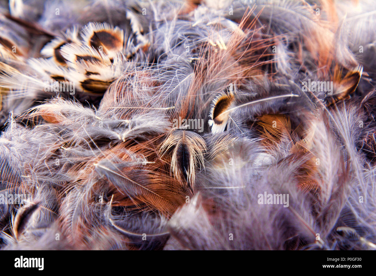 Lighter than air. Weightless feathers bright layer Stock Photo - Alamy