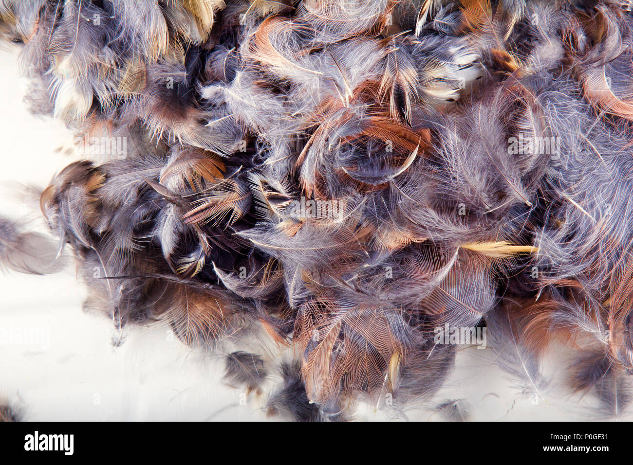Lighter than air. Weightless feathers bright layer Stock Photo - Alamy