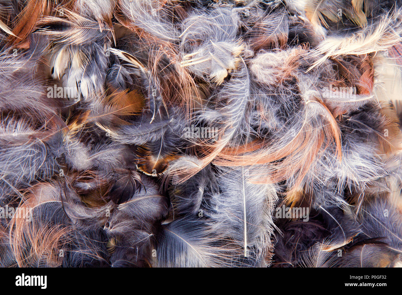 Lighter than air. Weightless feathers bright layer Stock Photo - Alamy