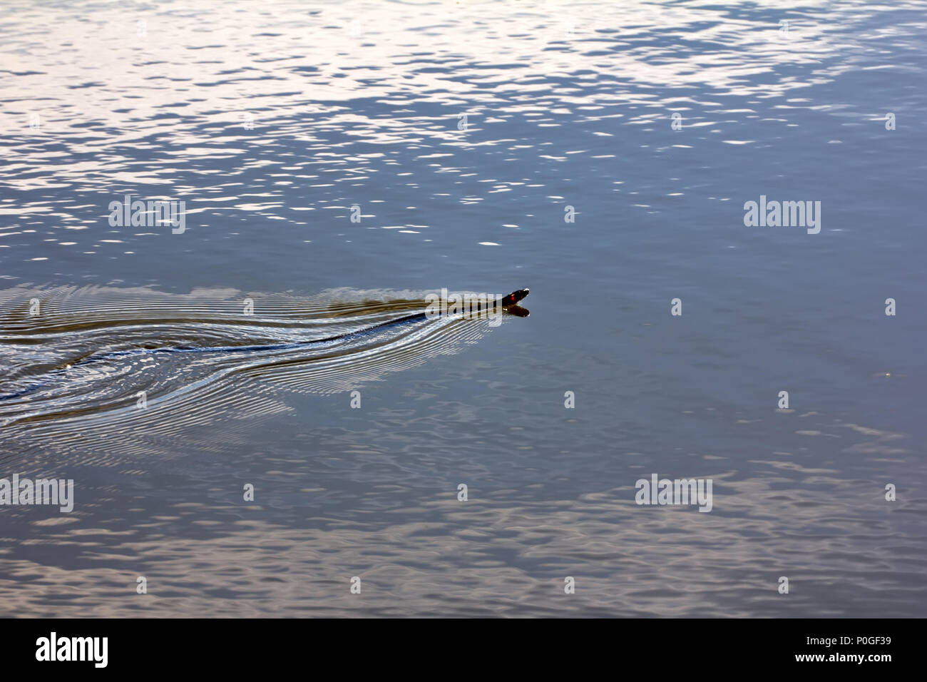 Floating snake, Grass snake (Natrix natrix) with second title is water ...