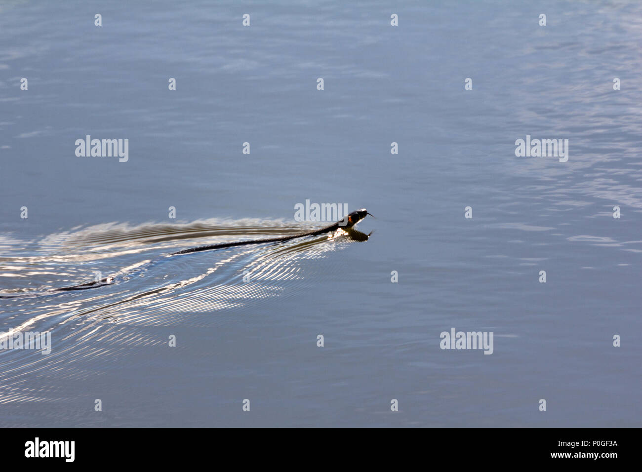 Floating snake, Grass snake (Natrix natrix) with second title is water ...