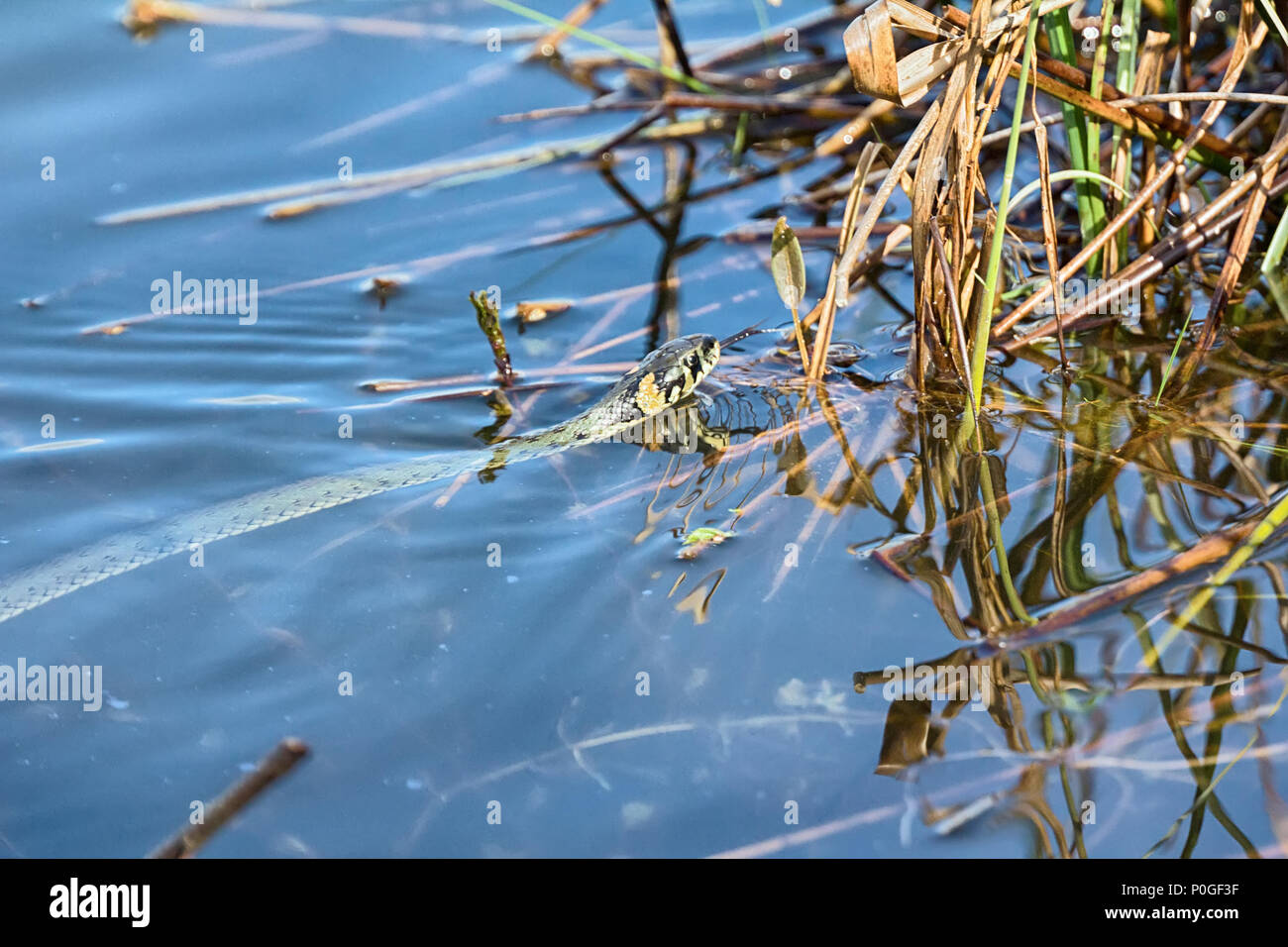 Floating snake, Grass snake (Natrix natrix) with second title is water ...