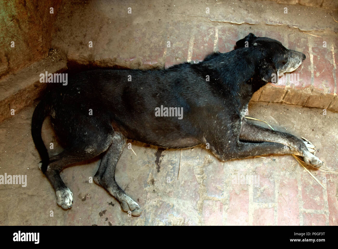 Stray dog on ground, top view. Rescue and shelters for homeless animals ...