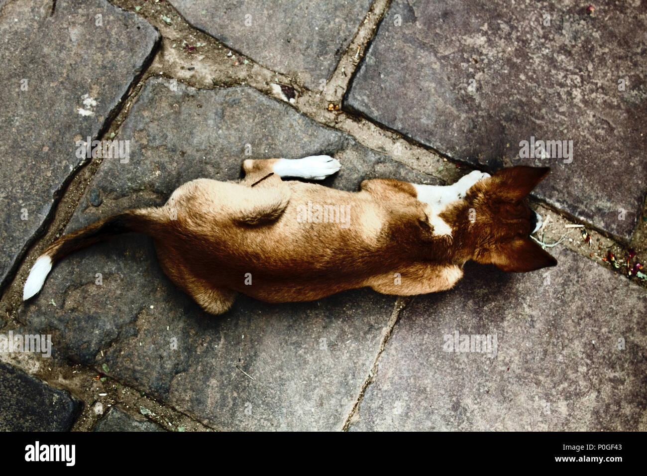 Stray dog on ground, top view. Rescue and shelters for homeless animals ...