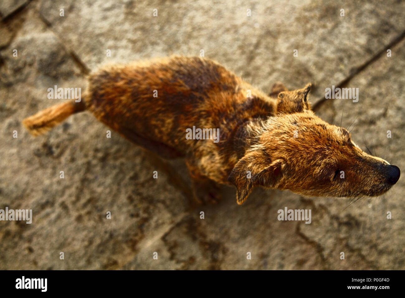 Stray dog on ground, top view. Rescue and shelters for homeless animals ...