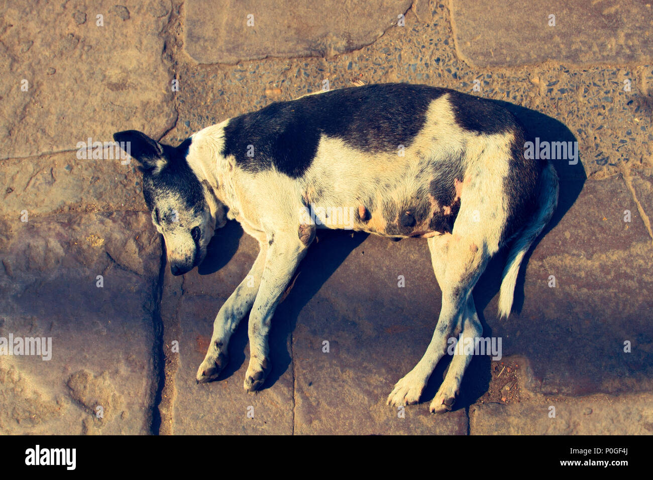 Stray dog on ground, top view. Rescue and shelters for homeless animals ...