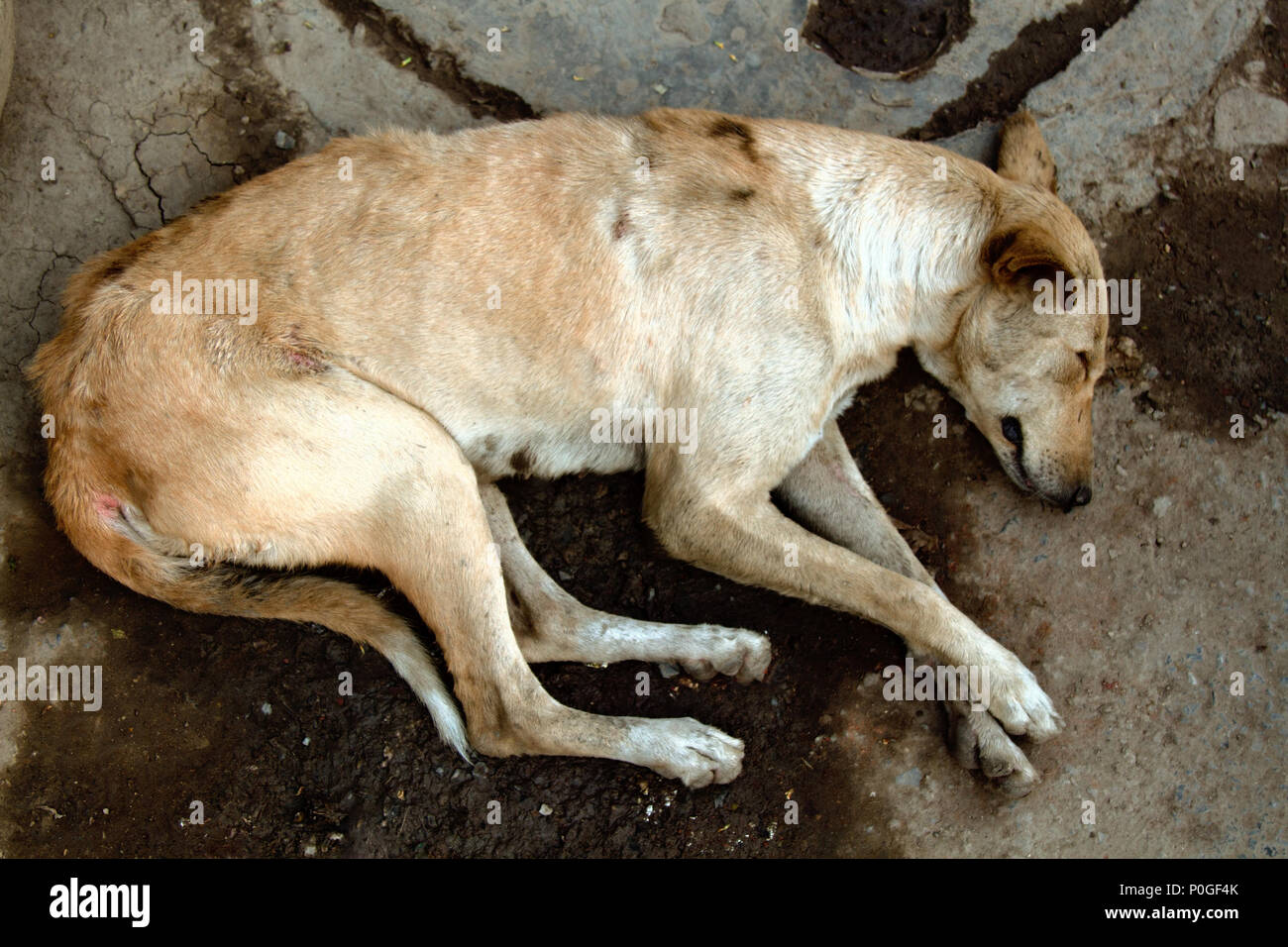 Stray dog on ground, top view. Rescue and shelters for homeless animals ...