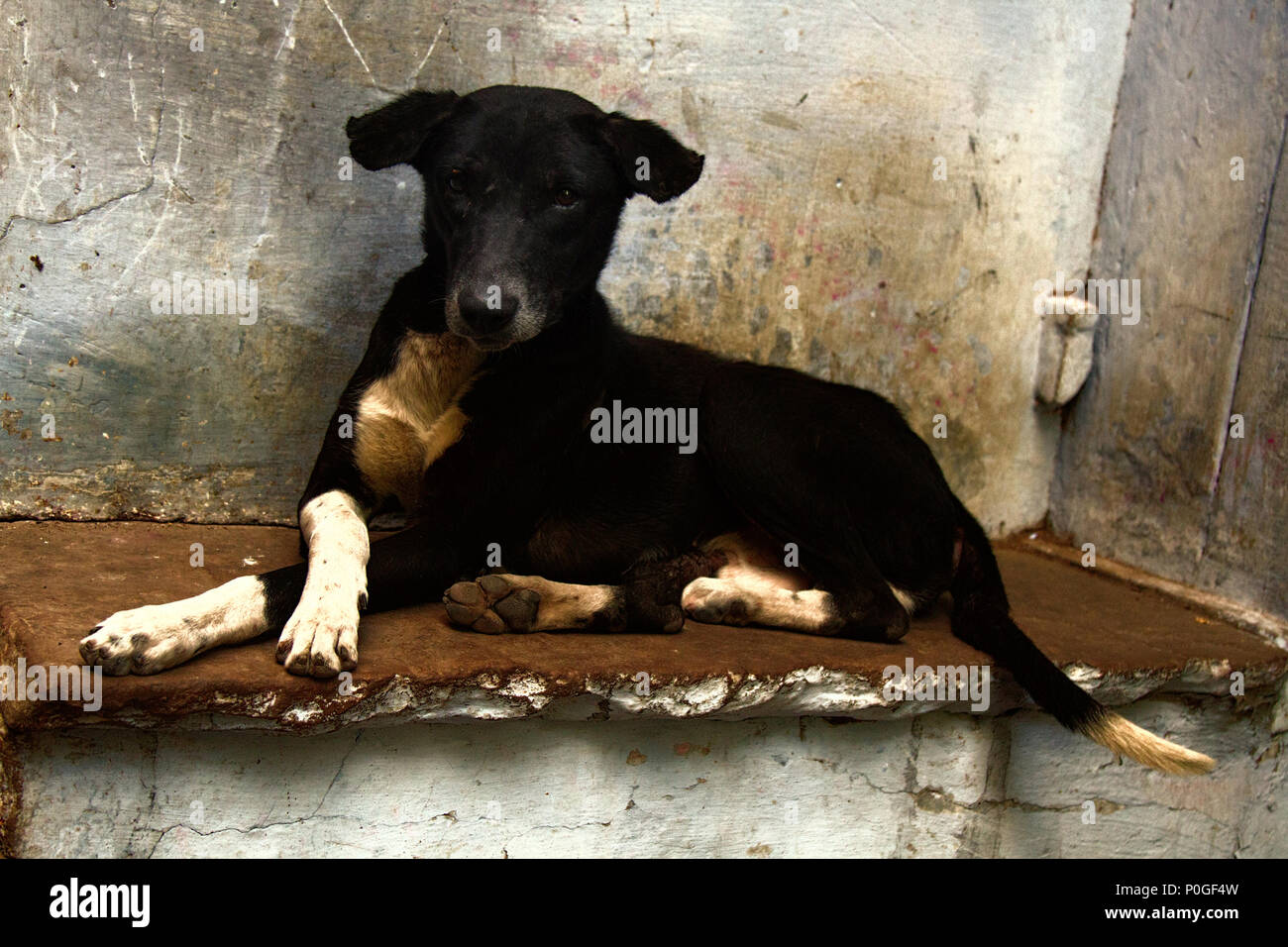 poor homeless skinny lorn dog on streets of city. Pets without a host ...