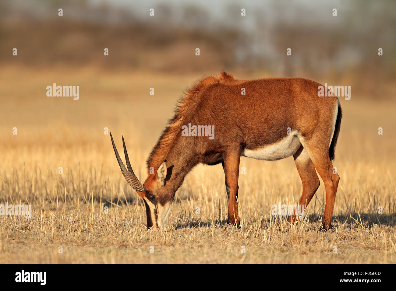 Female sable antelope (Hippotragus niger) grazing, South Africa Stock ...