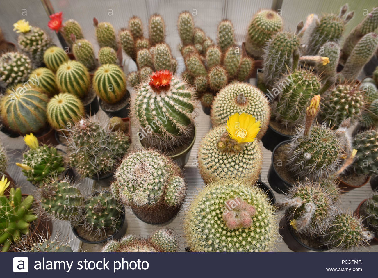 Species Of Plants High Resolution Stock Photography and Images - Alamy