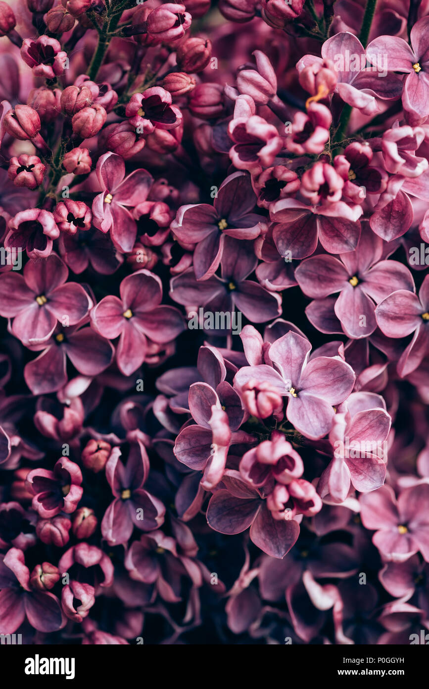 Bloom texture hi-res stock photography and images - Alamy