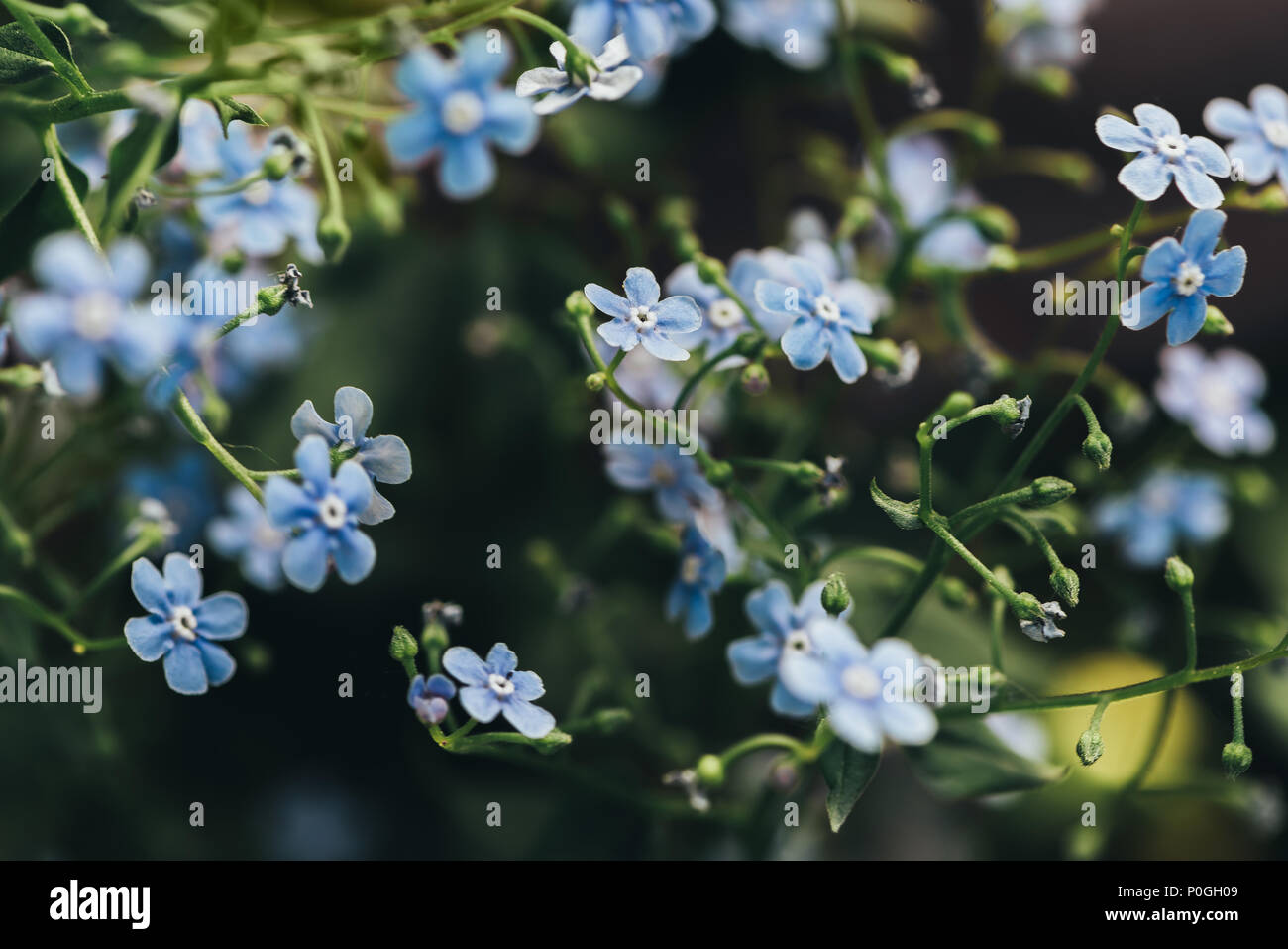 closeup view of forget-me-nots on blurred background Stock Photo - Alamy