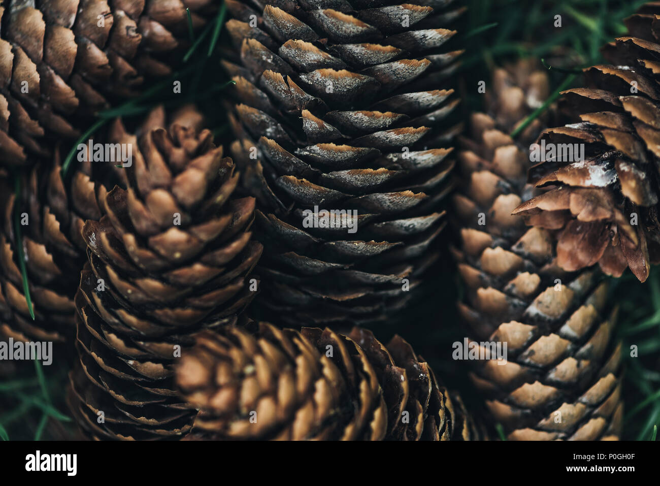 Pine cones full frame hi-res stock photography and images - Alamy