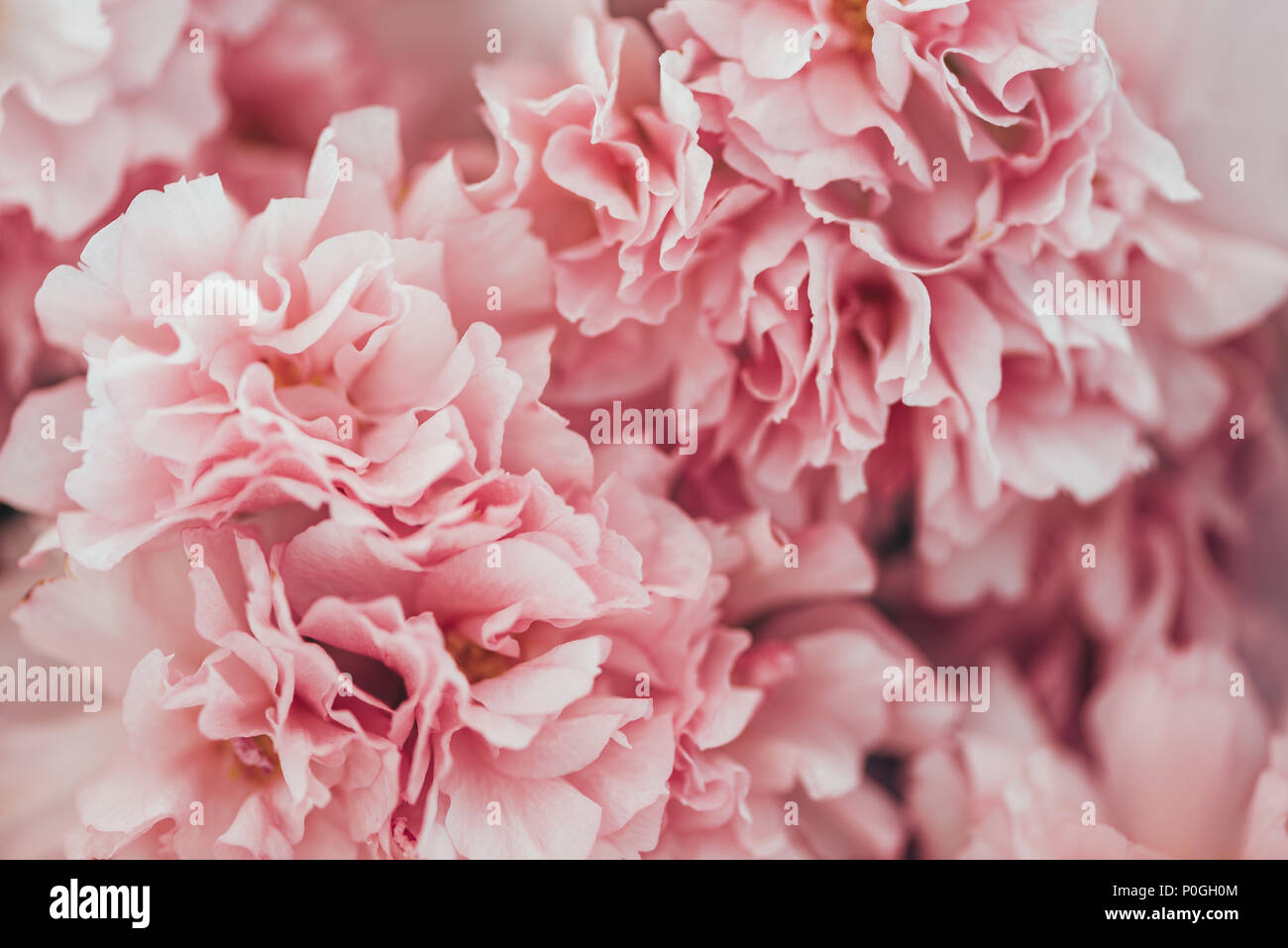 Bloom texture hi-res stock photography and images - Alamy