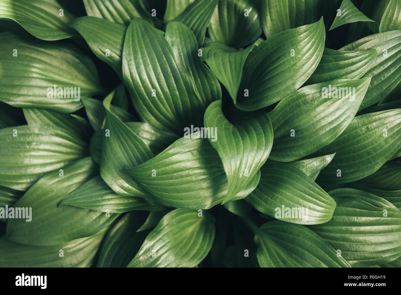 full frame image of hosta leaves background Stock Photo - Alamy