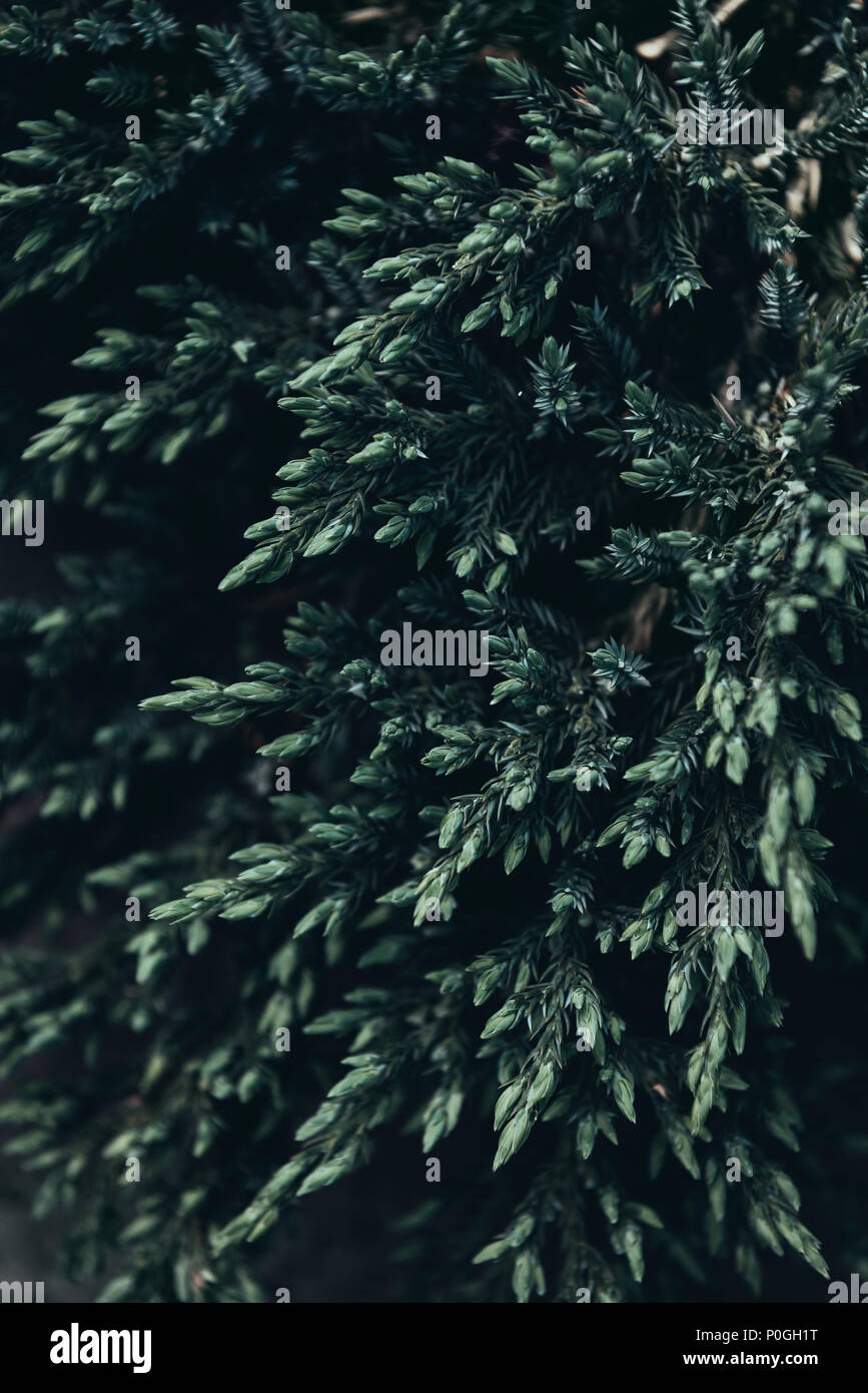 close up shot of conifer tree branches in spring Stock Photo - Alamy