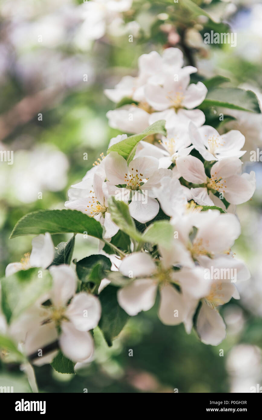 close up view of apple tree flowers with leaves Stock Photo - Alamy