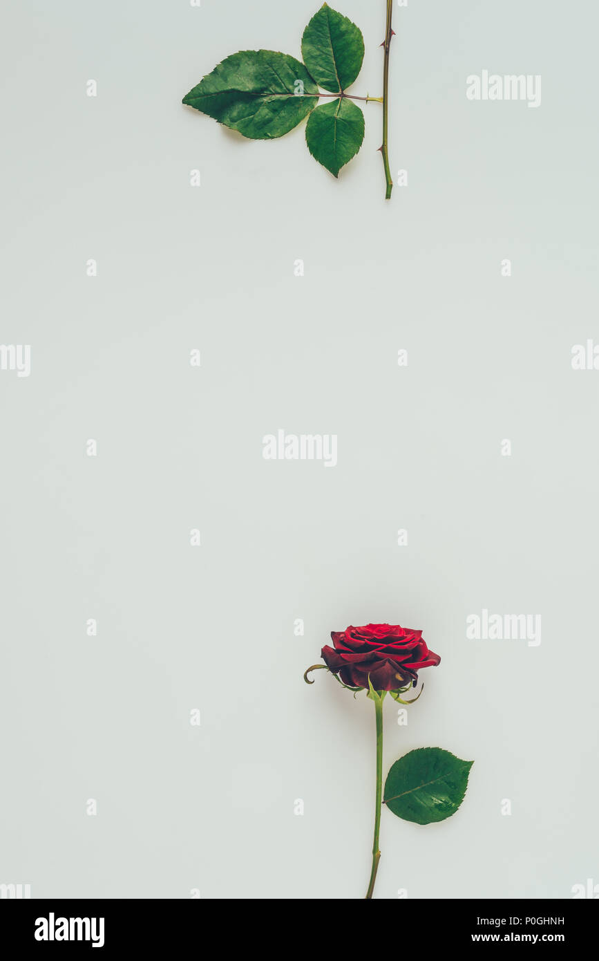 top view of red rose parts isolated on white Stock Photo - Alamy