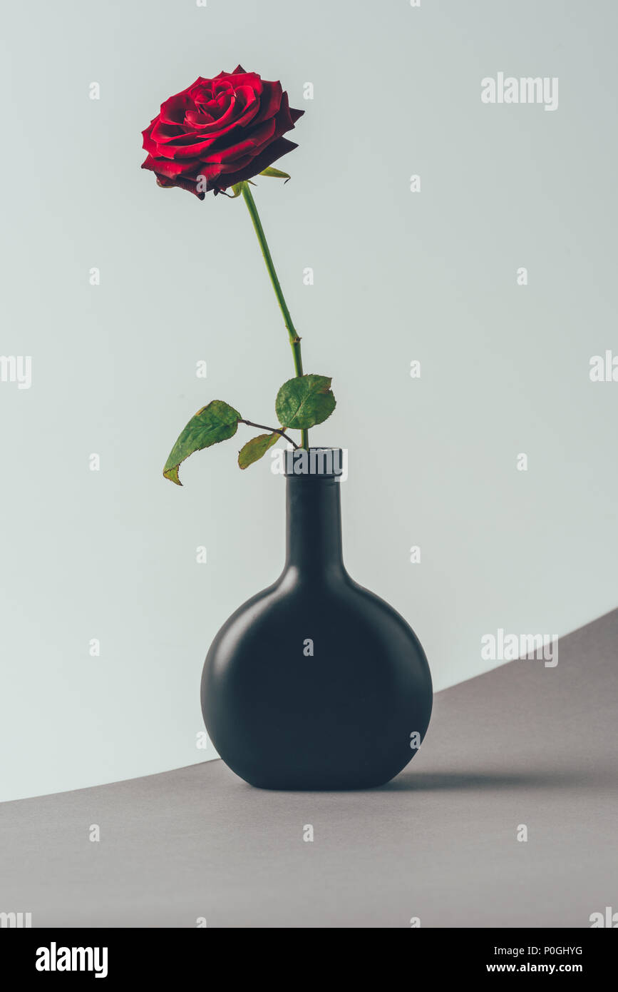 red rose in black vase on gray surface Stock Photo - Alamy