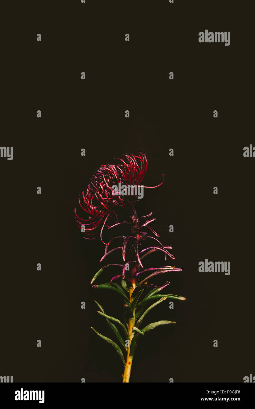 close-up view of single beautiful maroon flower isolated on black Stock ...