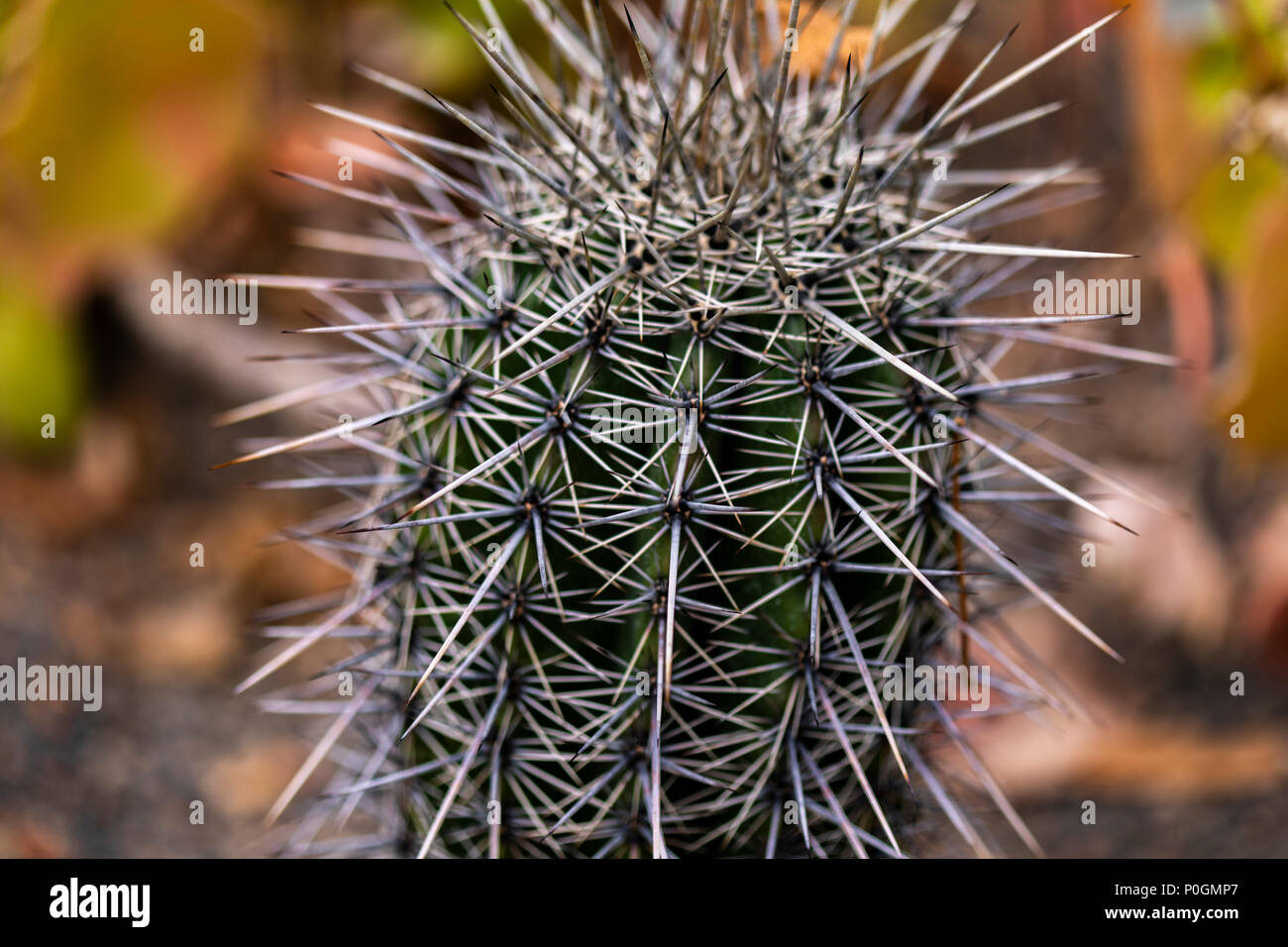 Detail of the saguaro cactus (Carnegiea gigantea Stock Photo - Alamy