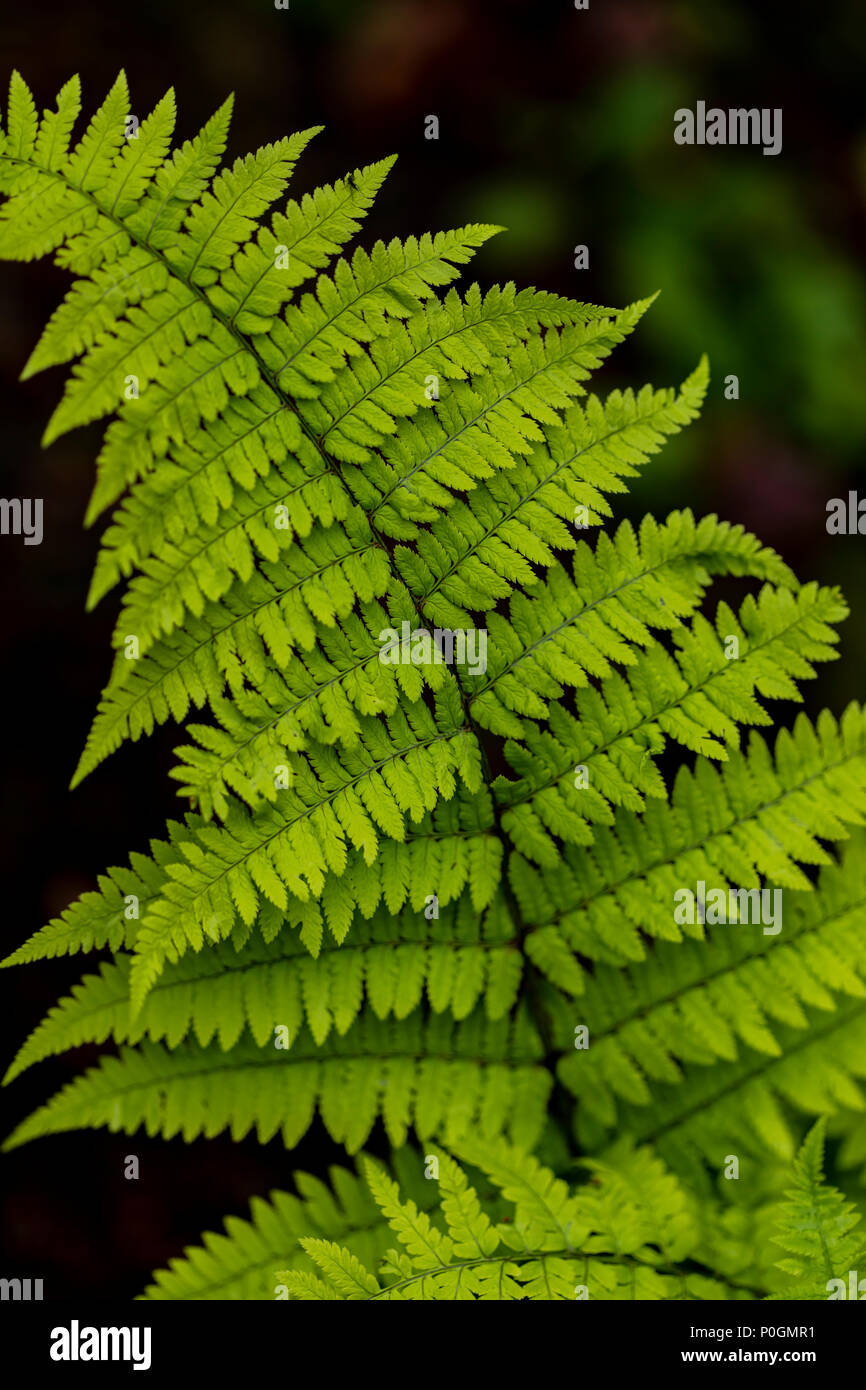 Dryopteris remota hi-res stock photography and images - Alamy