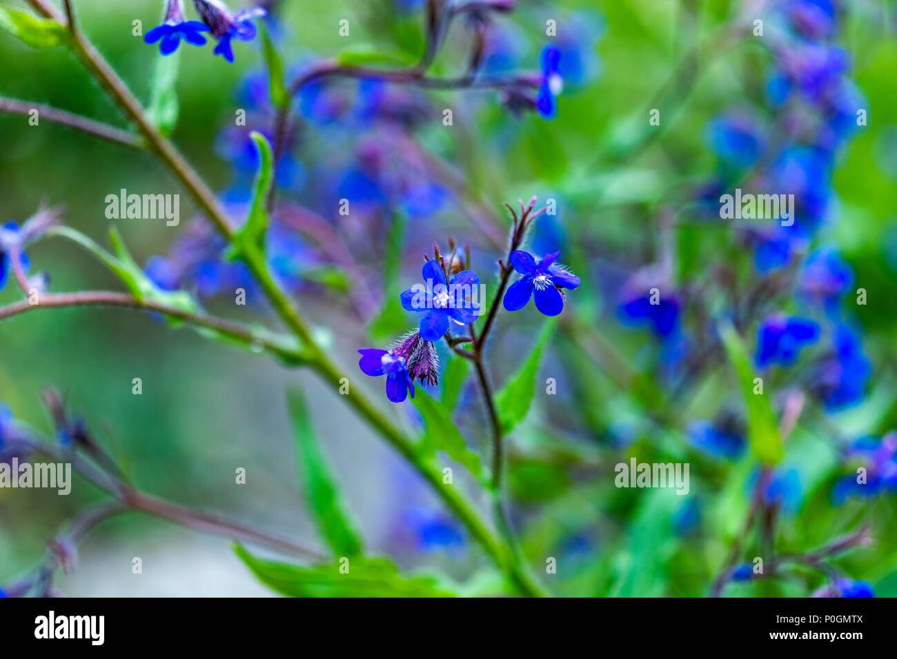 Italian bugloss (Anchusa azurea) flowers in the garden Stock Photo - Alamy