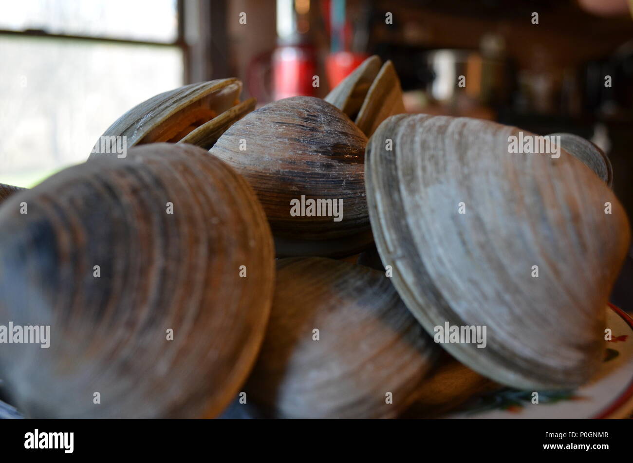Ocean clams hi-res stock photography and images - Alamy