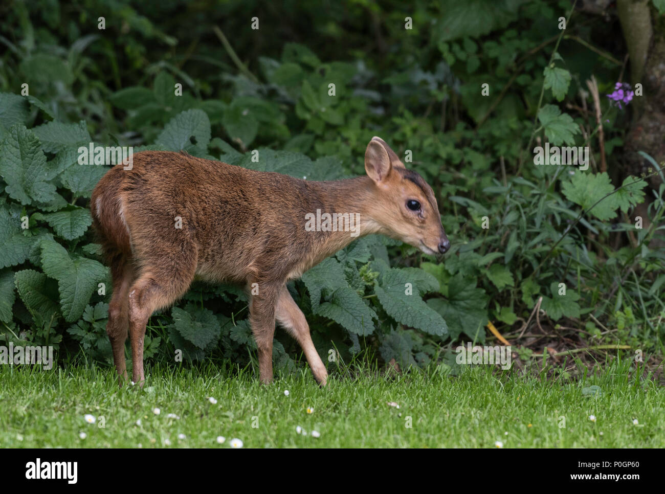 Young Reeves Muntjac Deer(Muntiacus reevesi) feeding in a Norfolk ...