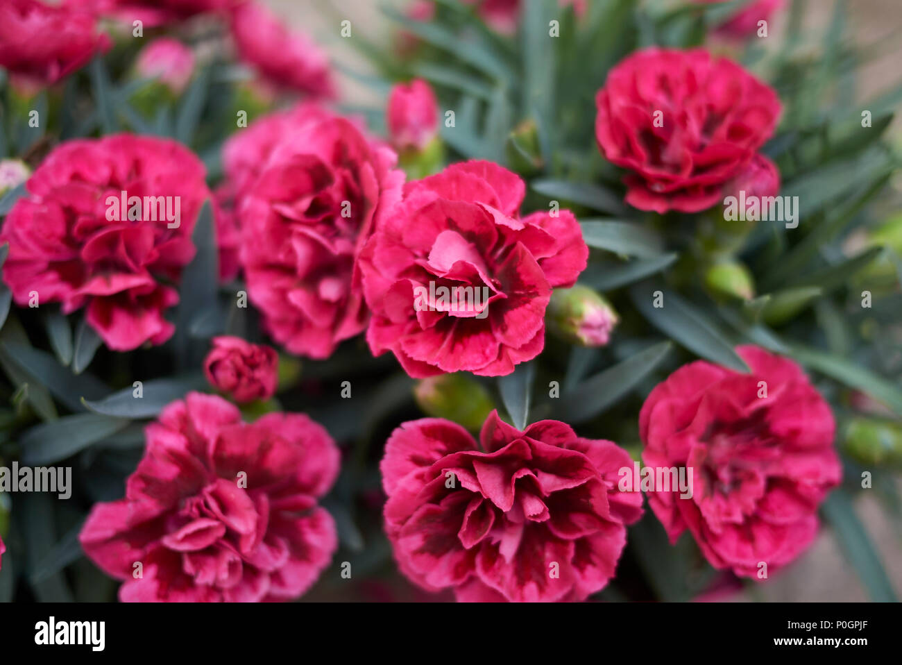 Dianthus red flowers Stock Photo - Alamy