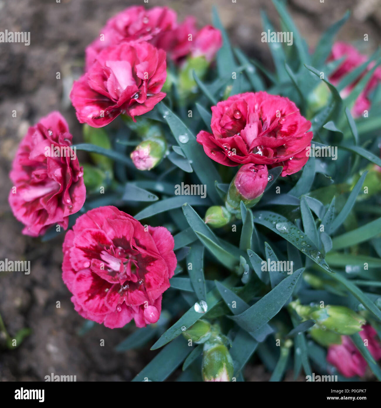 Dianthus red flowers Stock Photo - Alamy