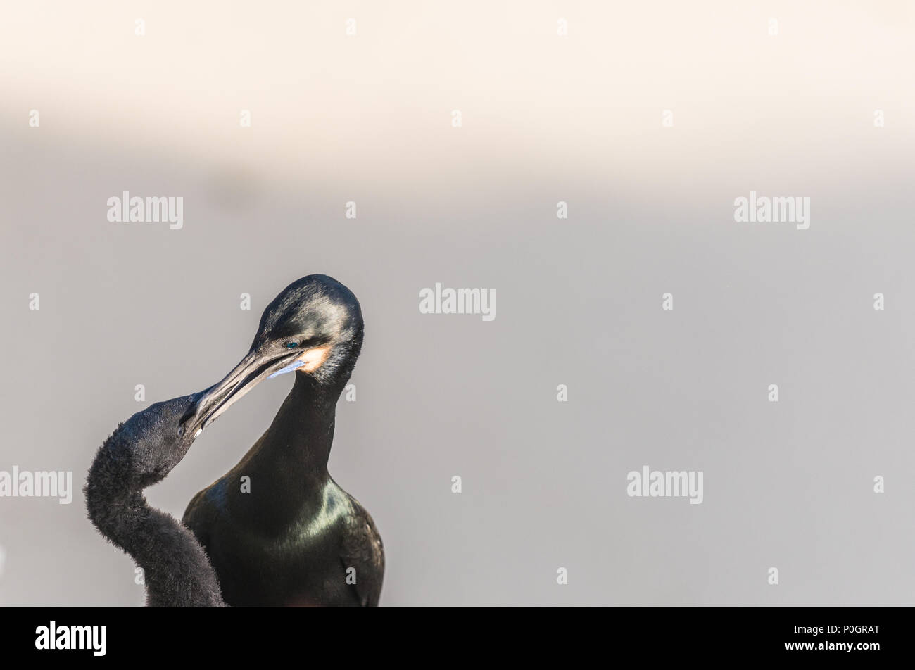 Cormorant birds hi-res stock photography and images - Alamy