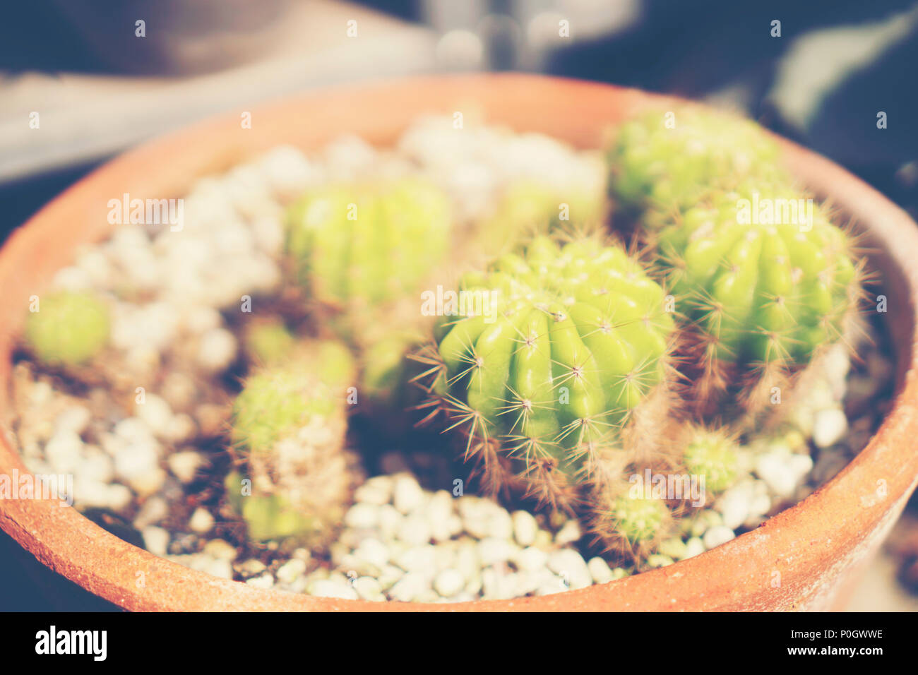 Selective focus close-up top-view shot on cactus cluster. well known ...