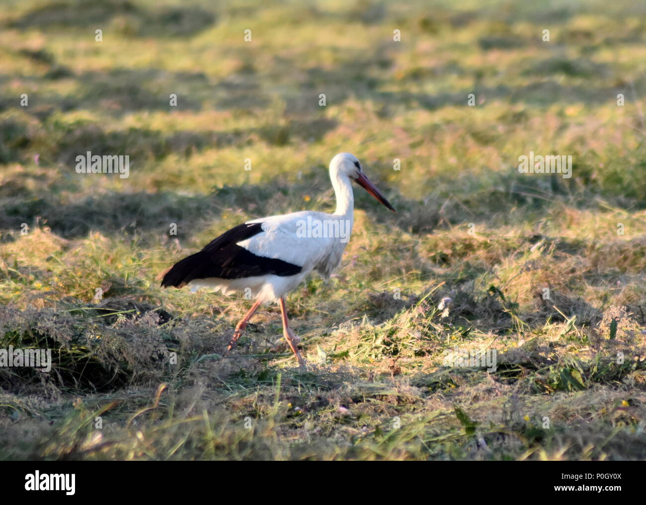 Stork in grass field hi-res stock photography and images - Alamy