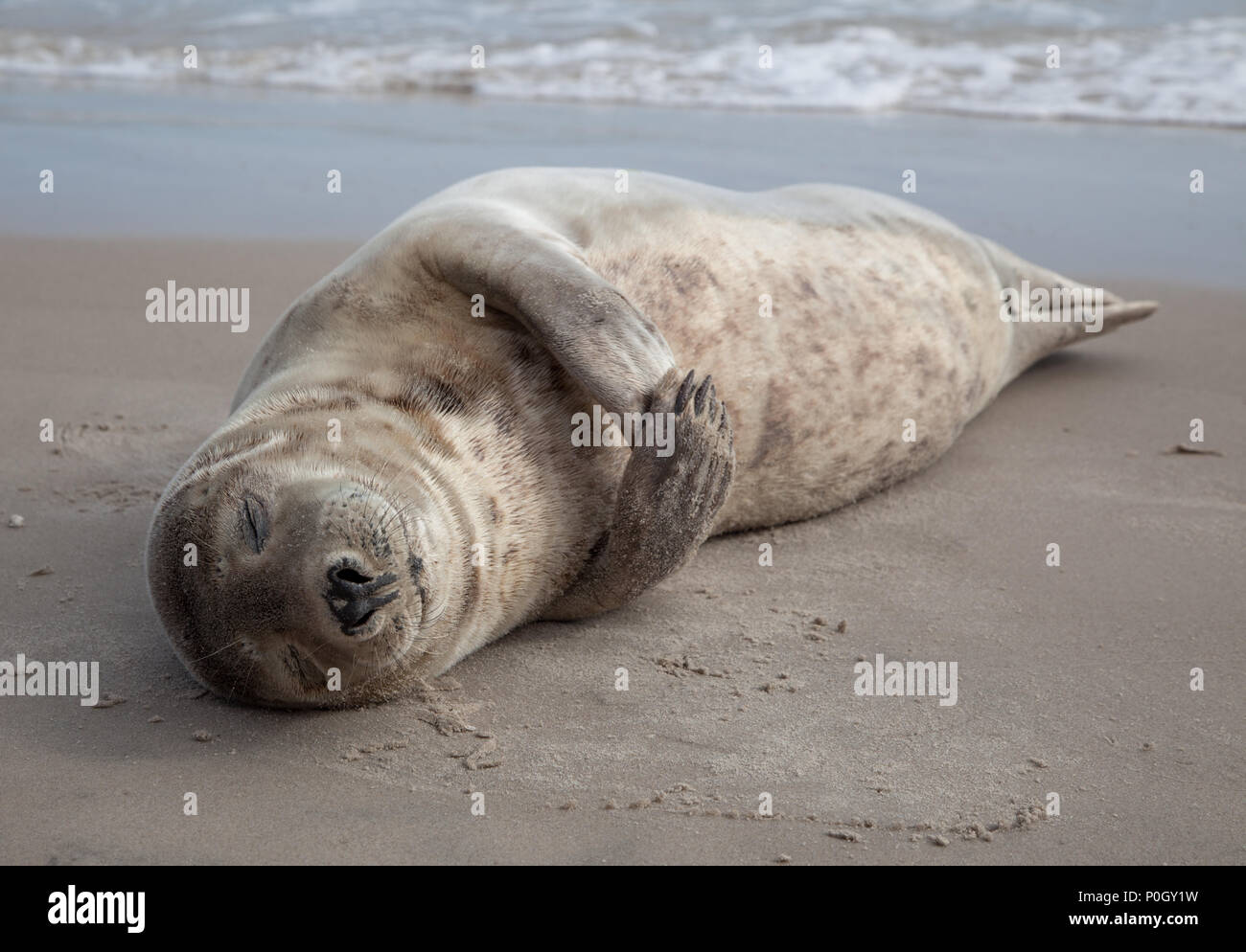 Sleeping baby seal hi-res stock photography and images - Alamy