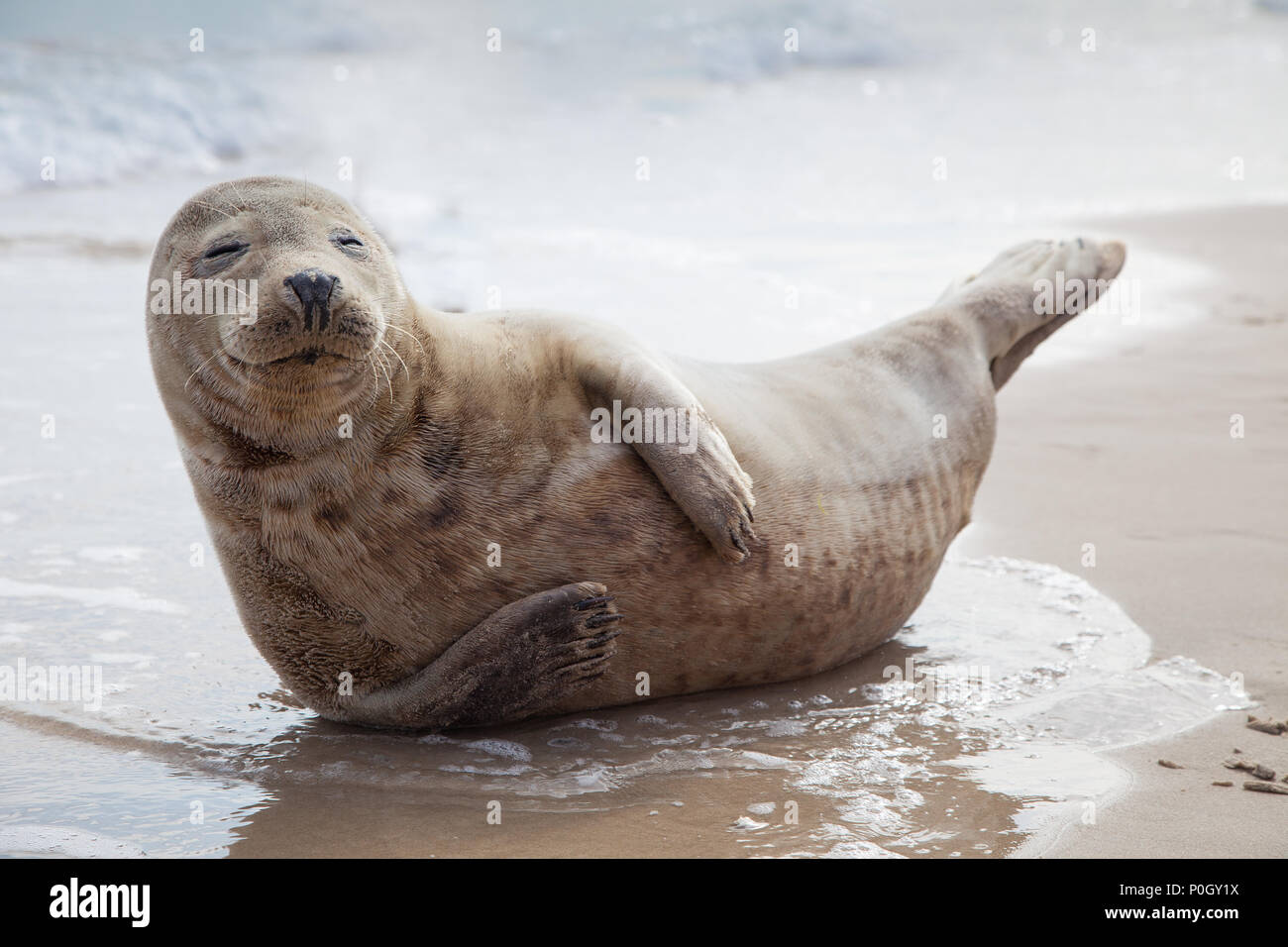 Awkward Seal Smile