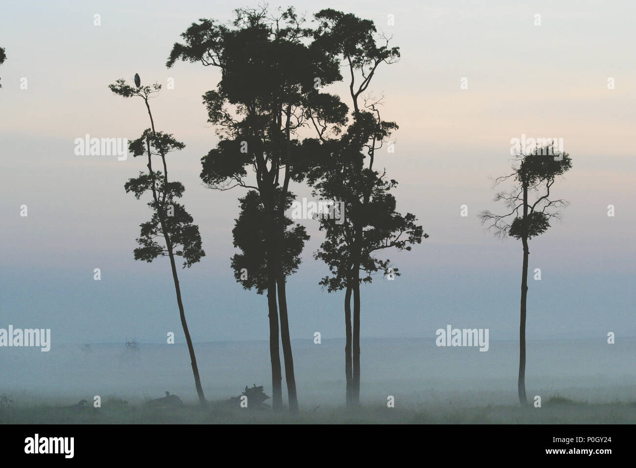 A group of trees in the Maasai Mara wildlife reserve, surrounded by ...