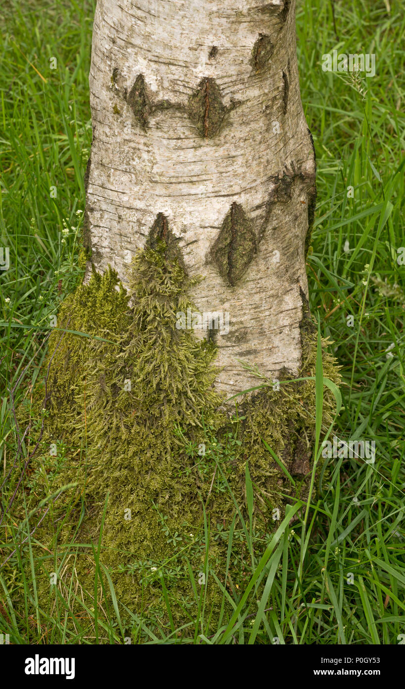 Moss growing up base of trunk of Silver Birch tree growing in abandoned ...