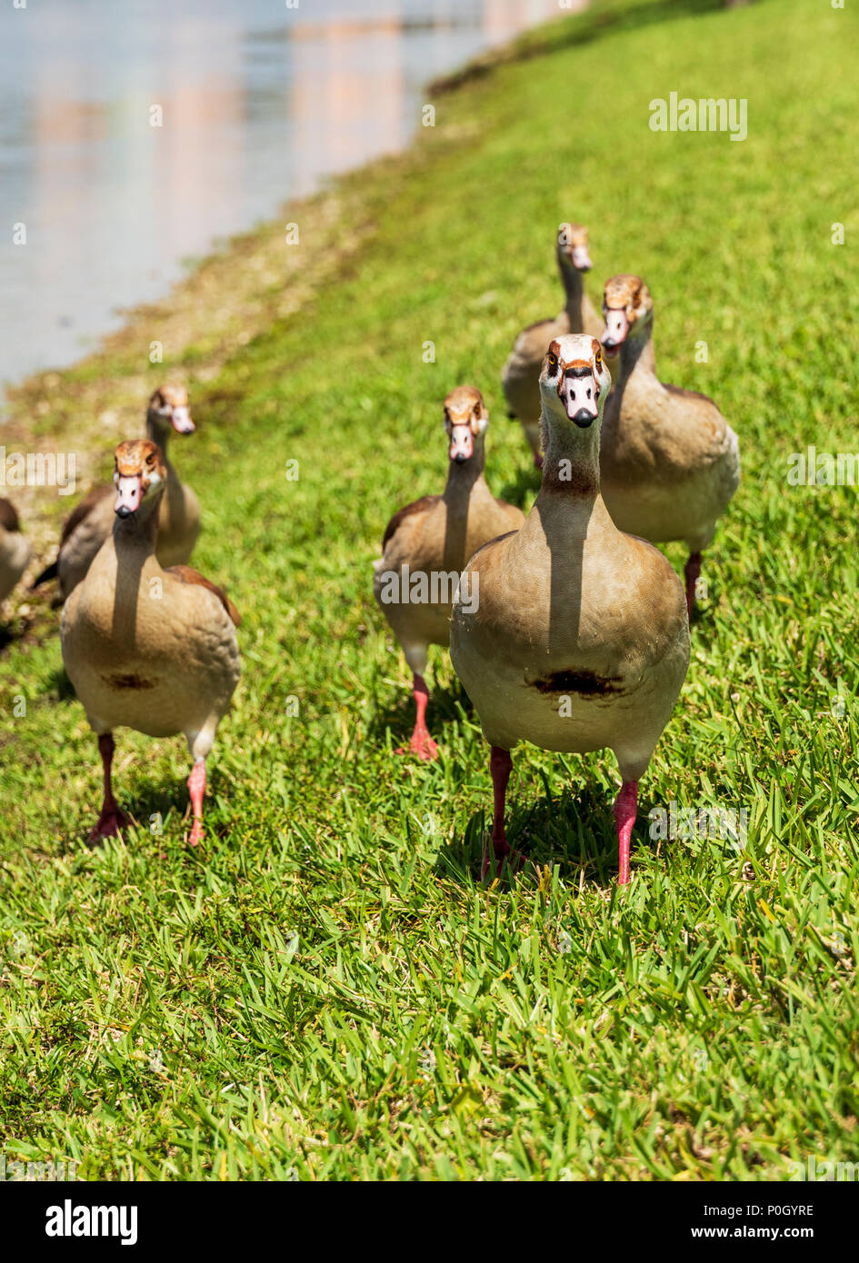Florida egyptian goose hi-res stock photography and images - Alamy