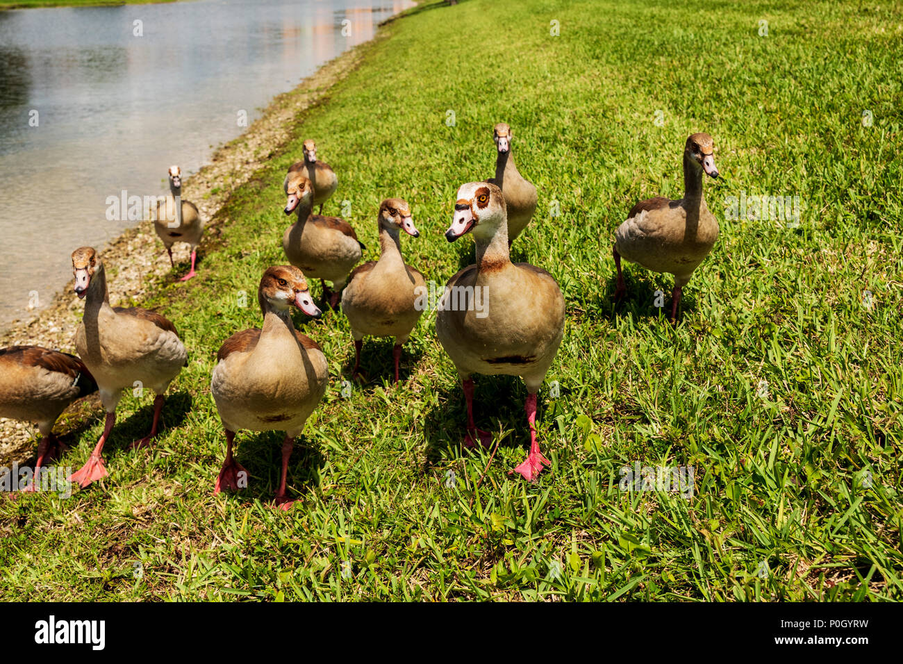 Egyptian geese in public south central Florida park; USA Stock Photo ...