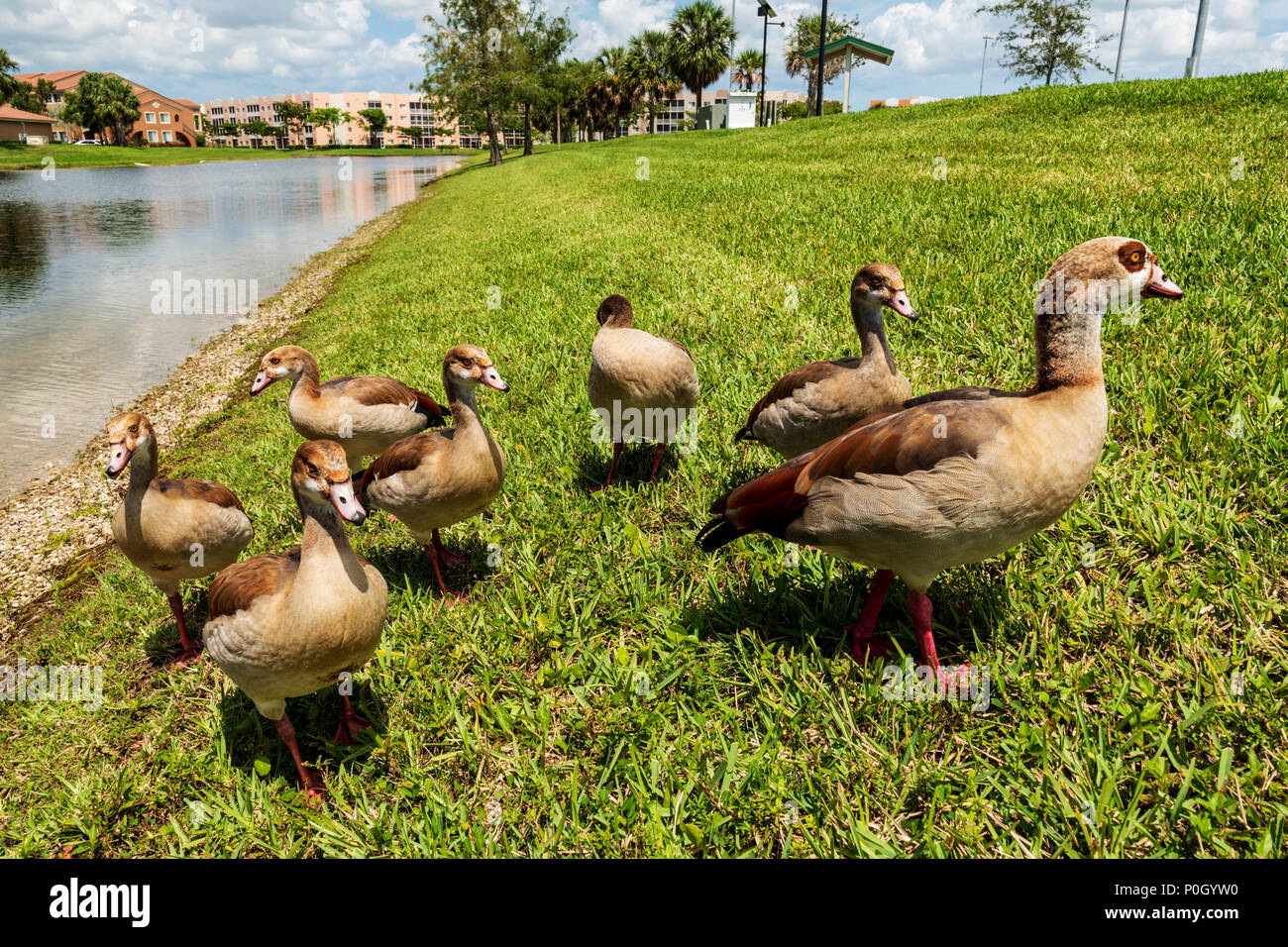 Egyptian geese in public south central Florida park; USA Stock Photo ...