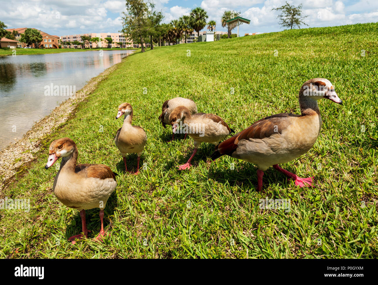 Egyptian geese in public south central Florida park; USA Stock Photo ...