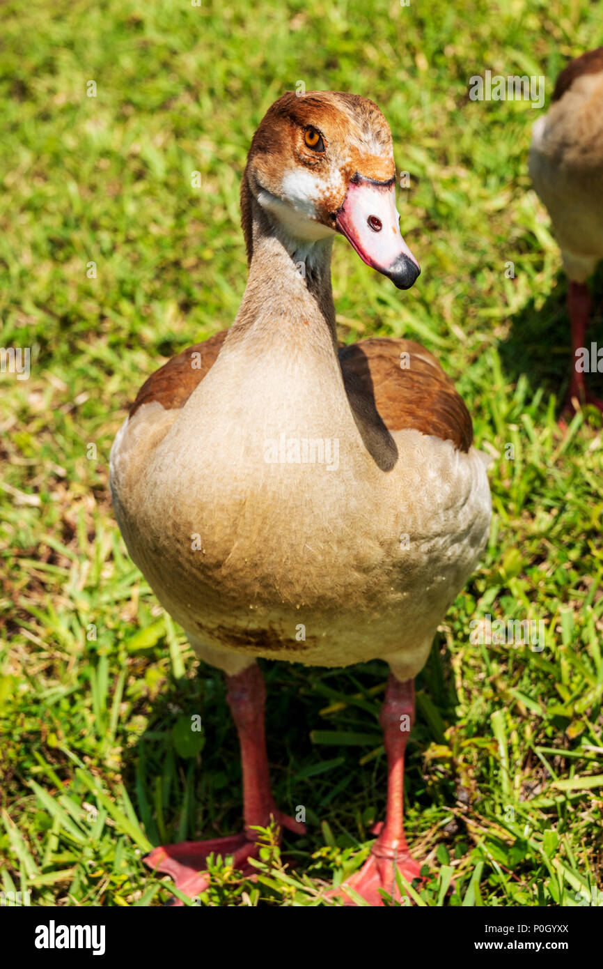 Egyptian goose in public south central Florida park; USA Stock Photo ...