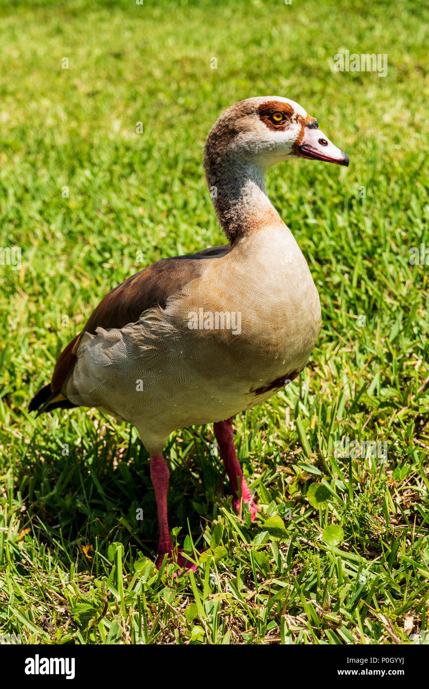 Egyptian goose in public south central Florida park; USA Stock Photo ...