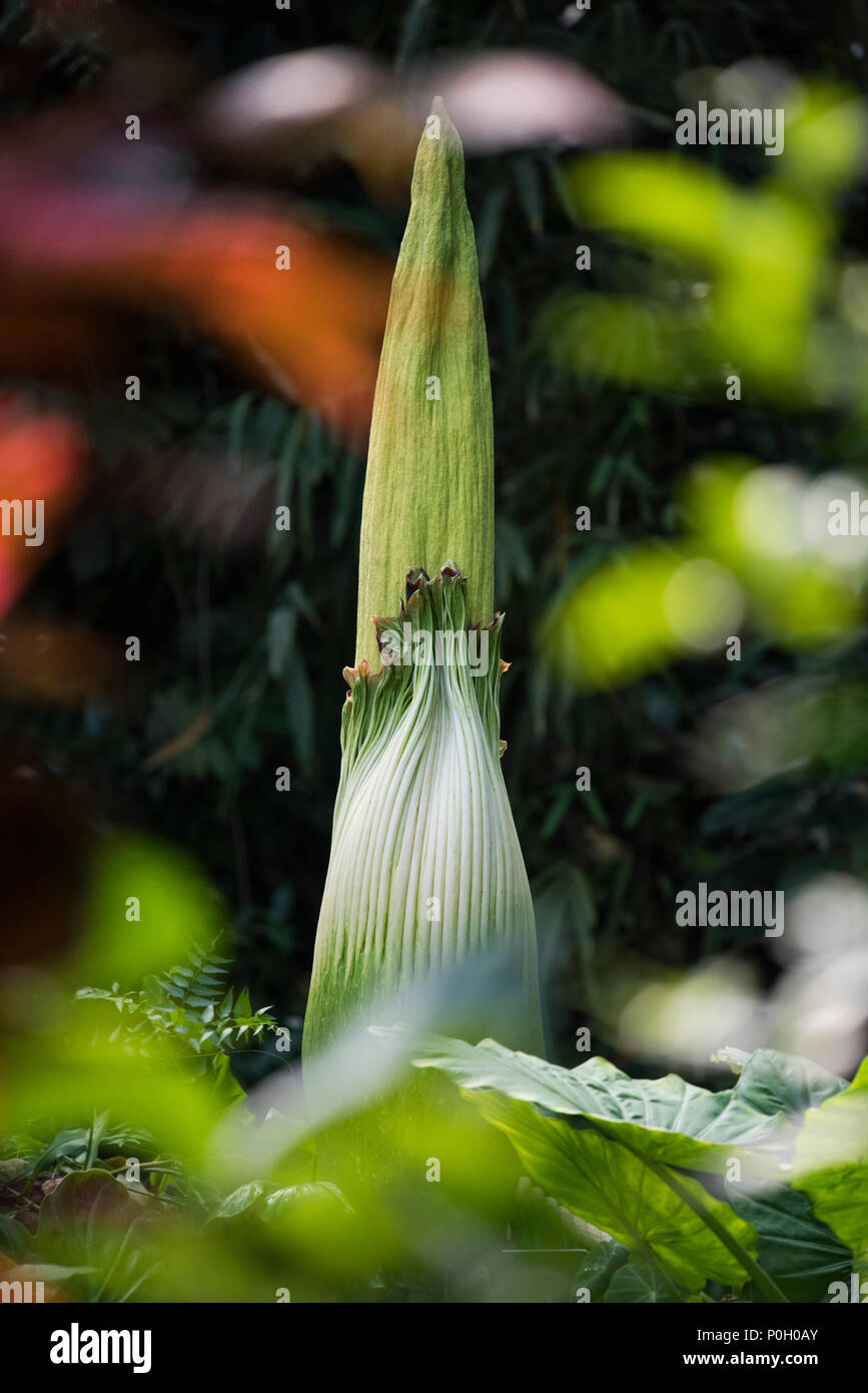 The titan arum flower hi-res stock photography and images - Alamy