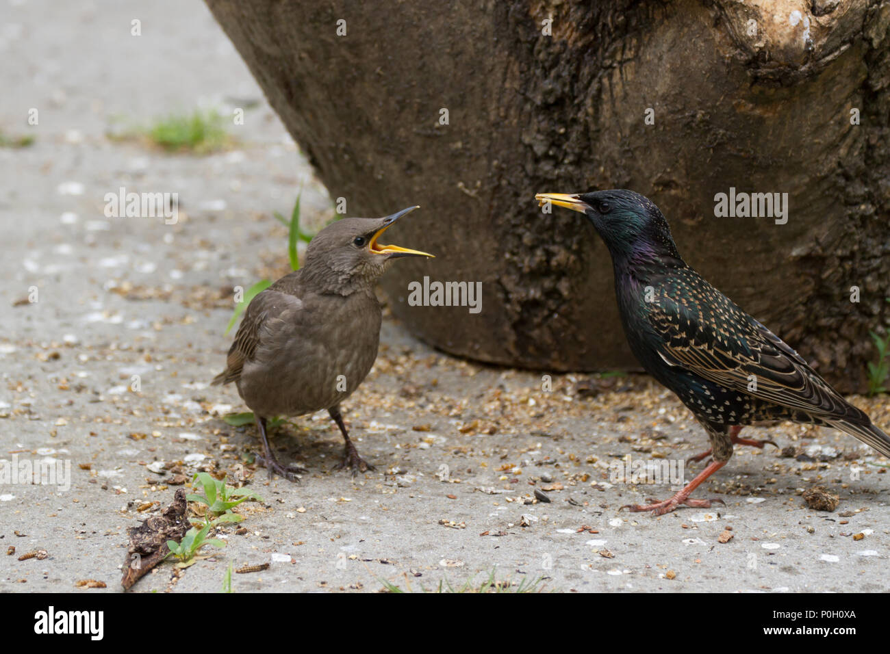 Adult starling feeding fledgling hi-res stock photography and images ...