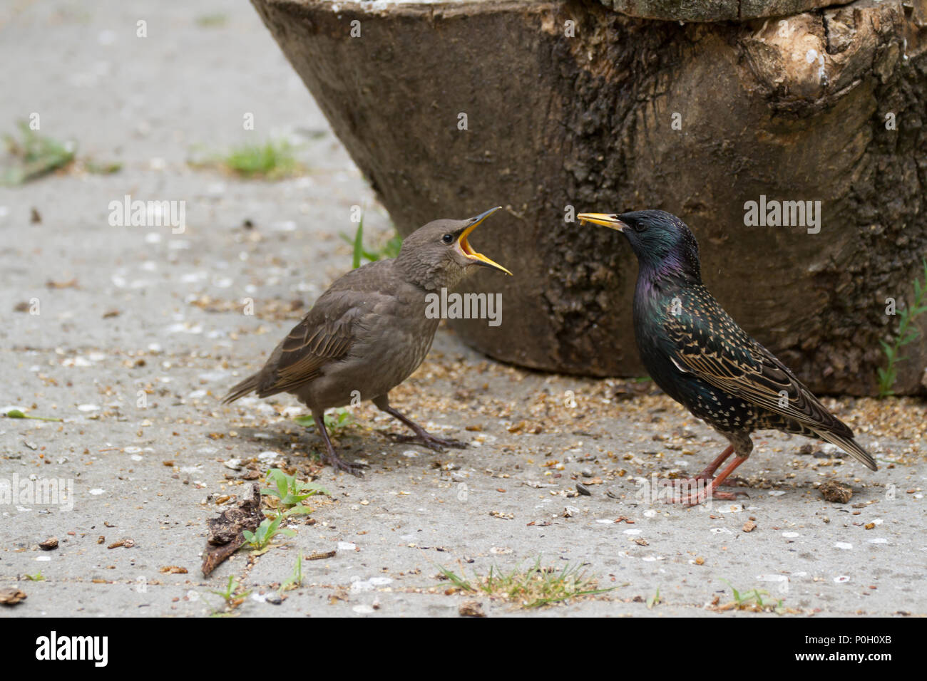 Adult starling feeding fledgling hi-res stock photography and images ...