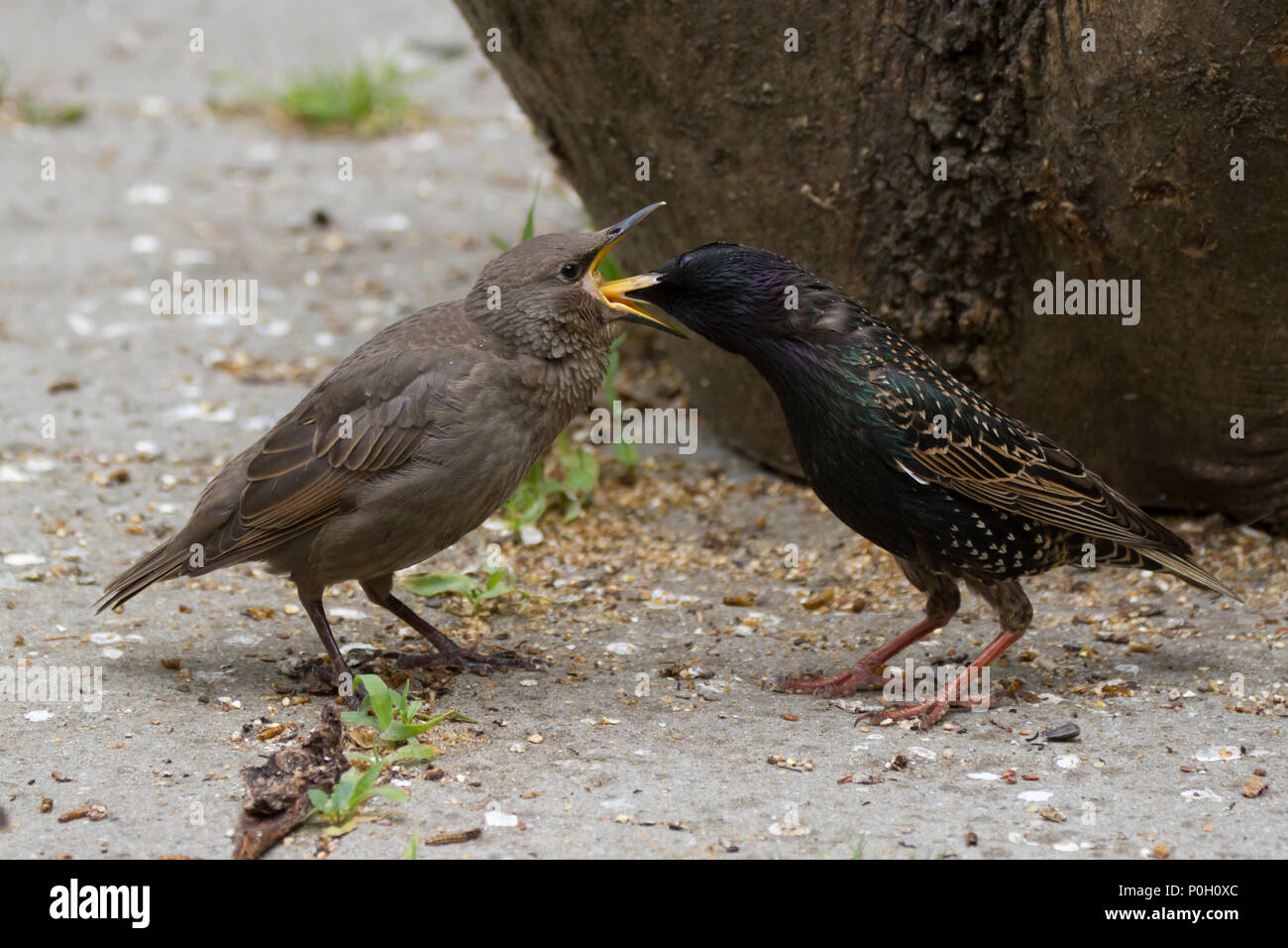 Adult starling feeding fledgling hi-res stock photography and images ...