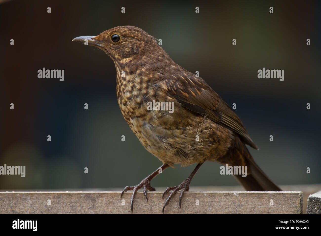 Birds on bird table garden hi-res stock photography and images - Alamy
