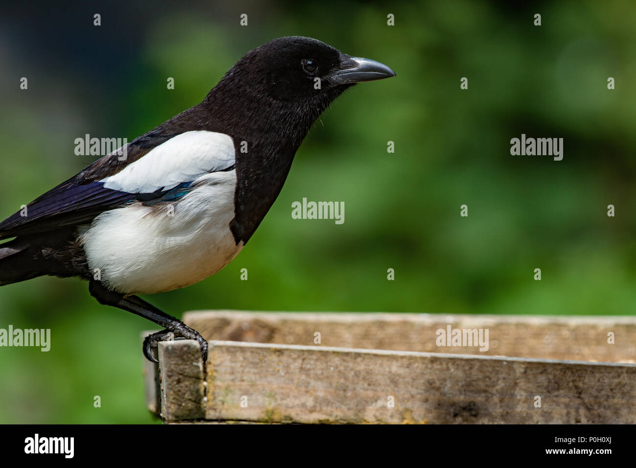 British bird magpie hi-res stock photography and images - Alamy